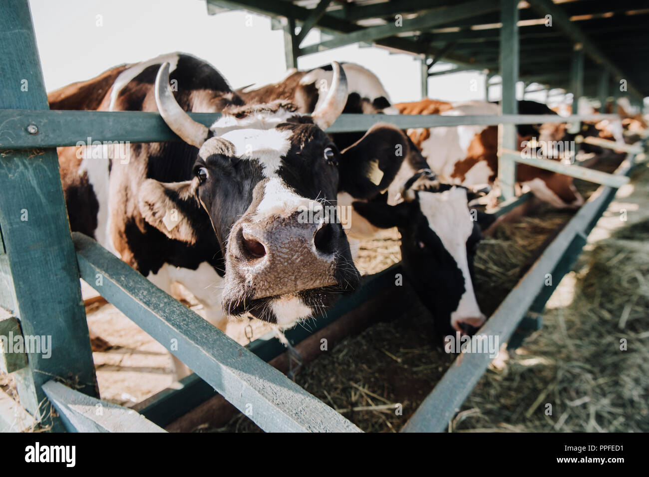 selective focus of domestic beautiful cows eating hay in stall at farm ...