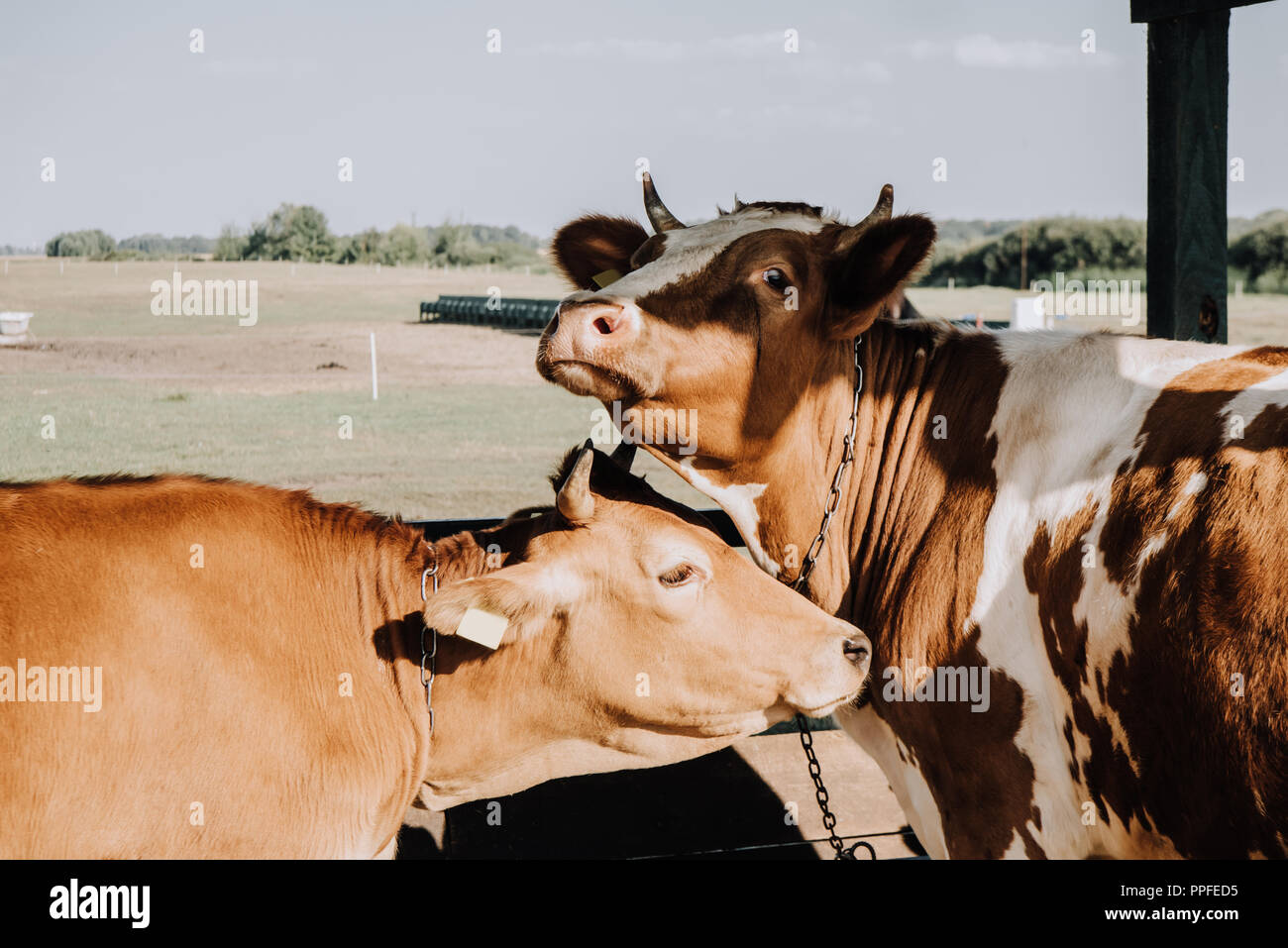 beautiful brown domestic cows standing in stall at farm Stock Photo - Alamy