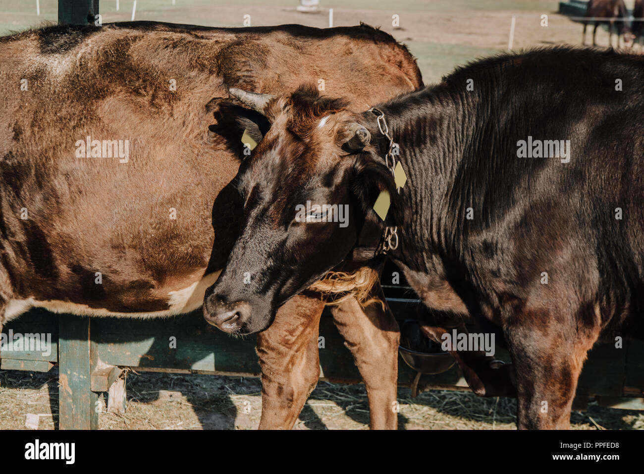 beautiful domestic cows standing in stall at farm Stock Photo - Alamy