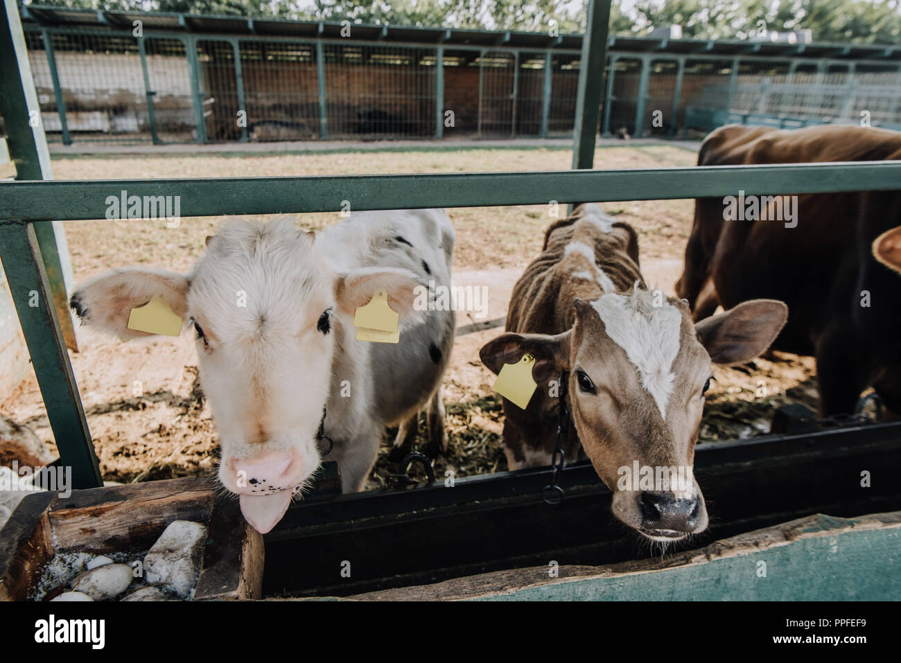 Little calves hi-res stock photography and images - Alamy
