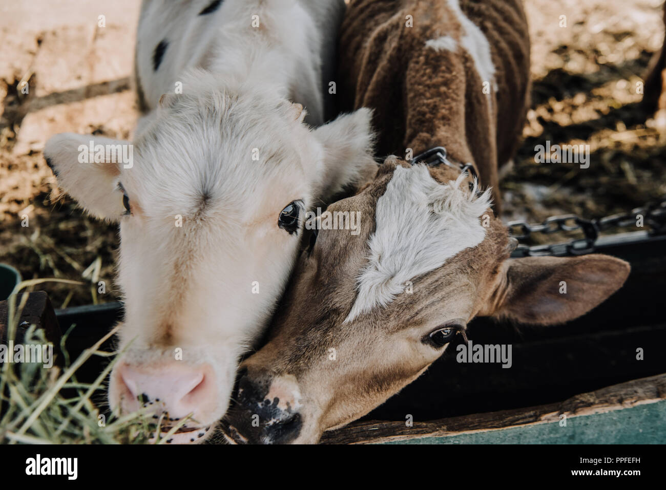 Calves eating hay hi-res stock photography and images - Alamy