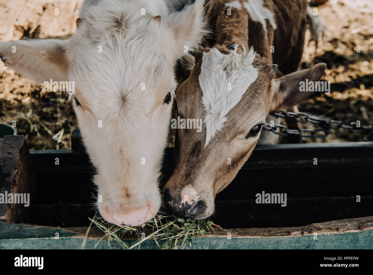 little domestic calves eating hay in stall at farm Stock Photo - Alamy
