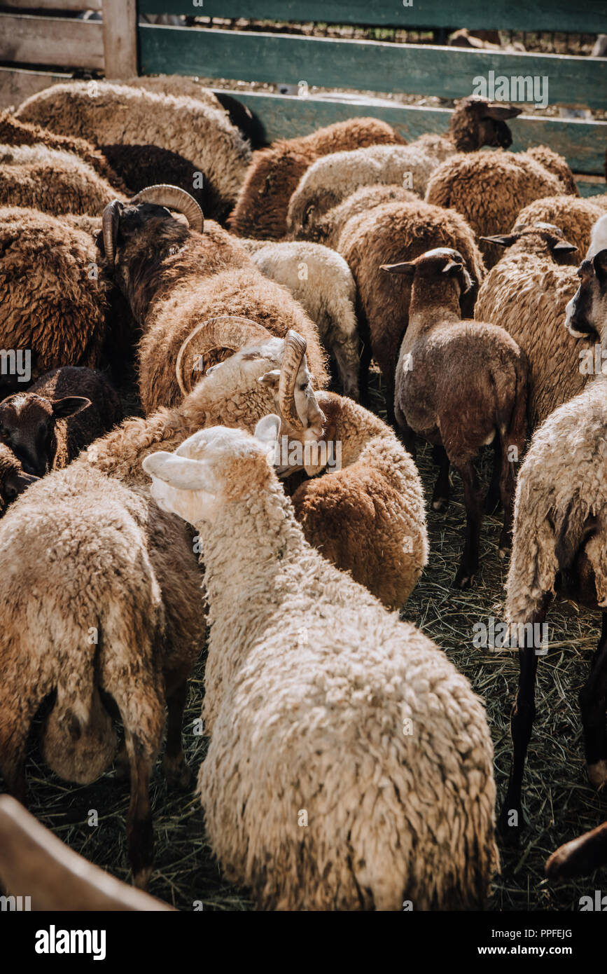 Sheep herd rear view hi-res stock photography and images - Alamy