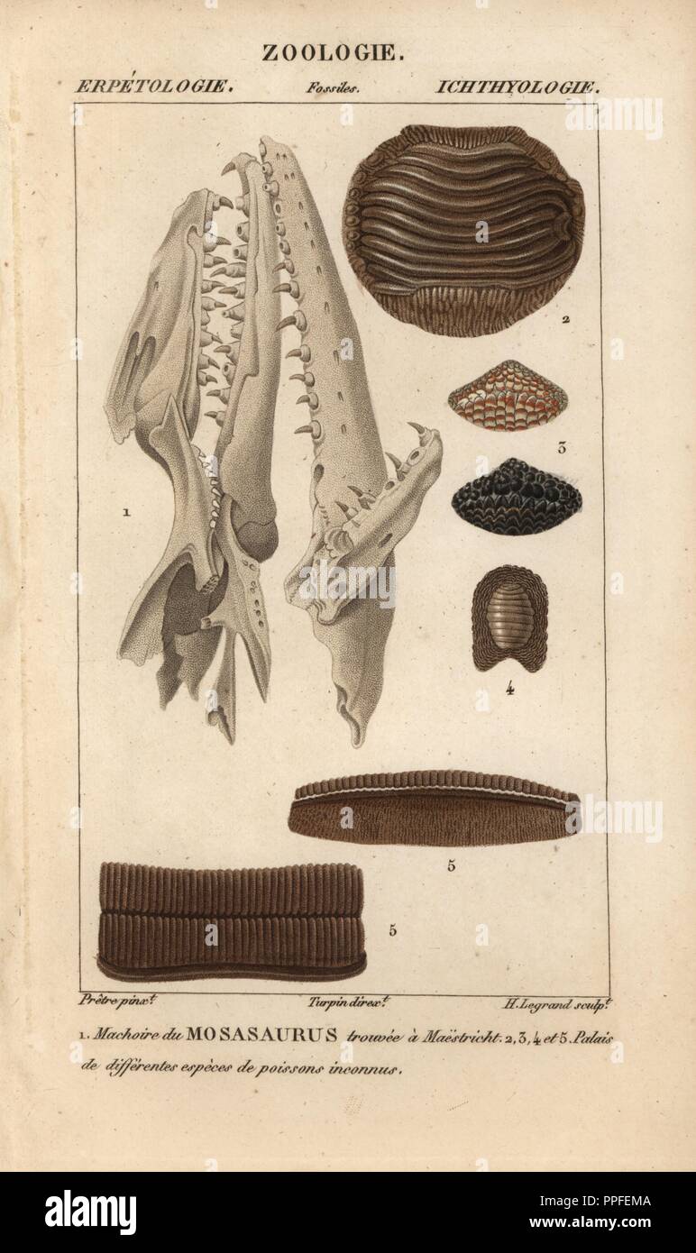 Fish jaw fossil hi-res stock photography and images - Alamy