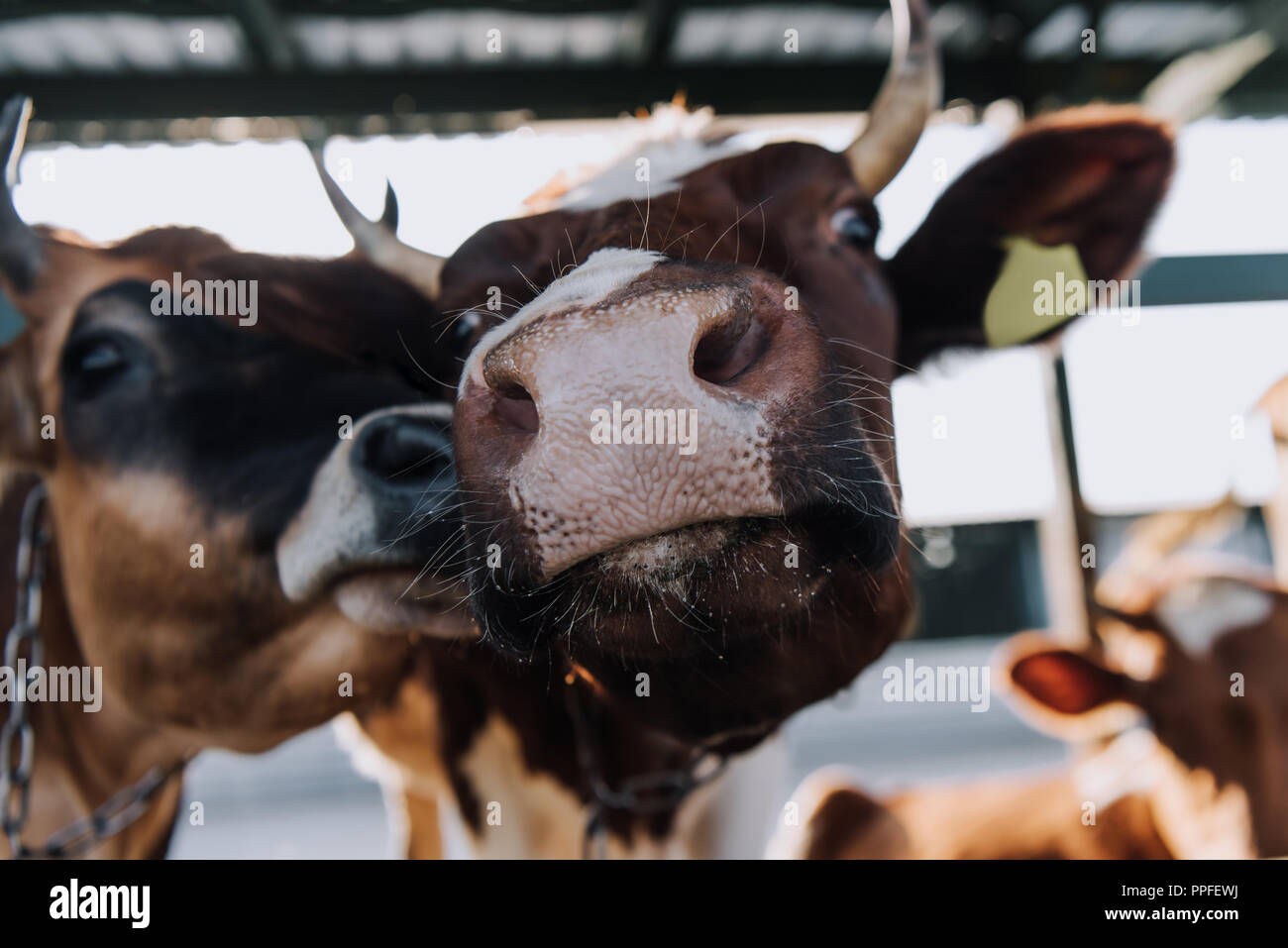 close up portrait of beautiful domestic cows standing in stall at farm ...