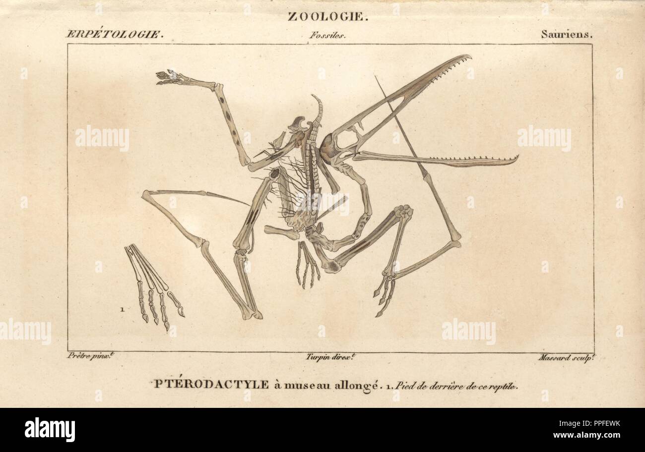 Pterosaur skeleton hi-res stock photography and images - Alamy