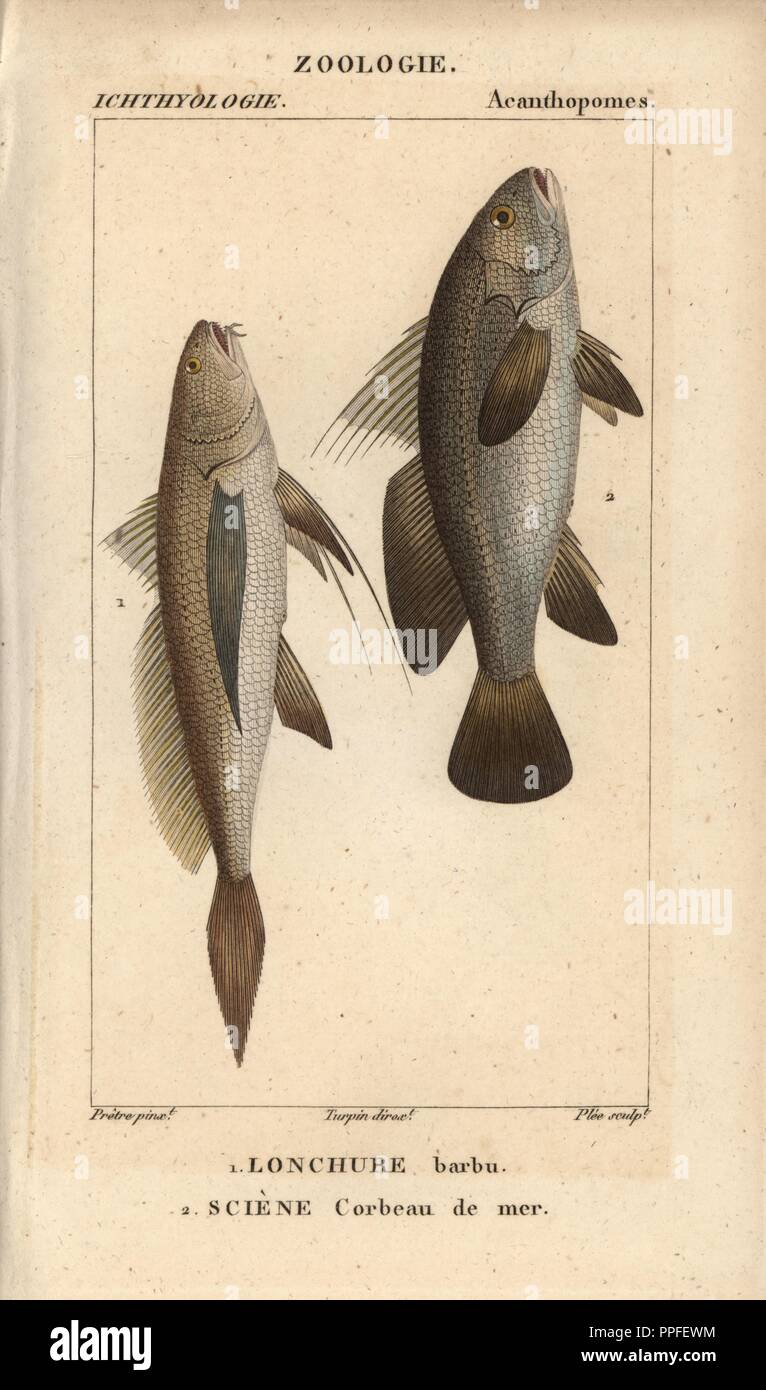 Meagre argyrosomus regius hi-res stock photography and images - Alamy