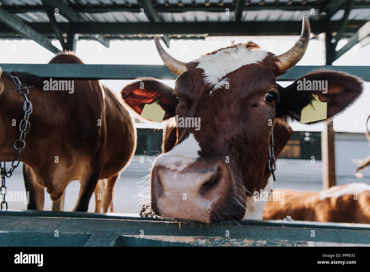 close up of brown domestic cows standing in stall at farm Stock Photo ...