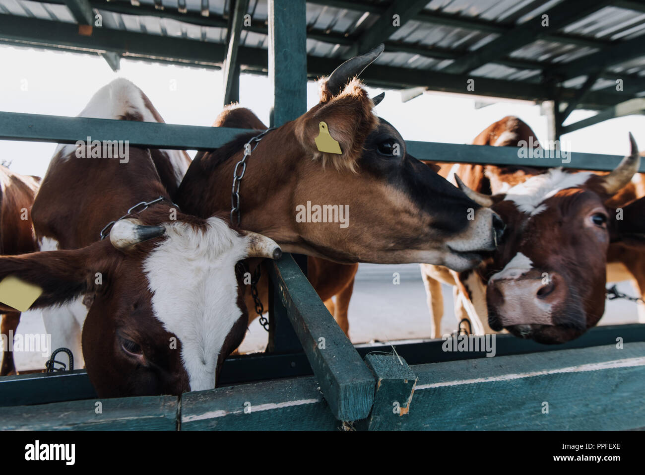 brown beautiful domestic cows standing in stall at farm Stock Photo - Alamy