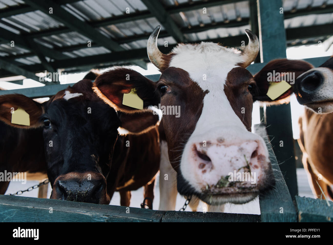selective focus of beautiful domestic cows standing in stall at farm ...