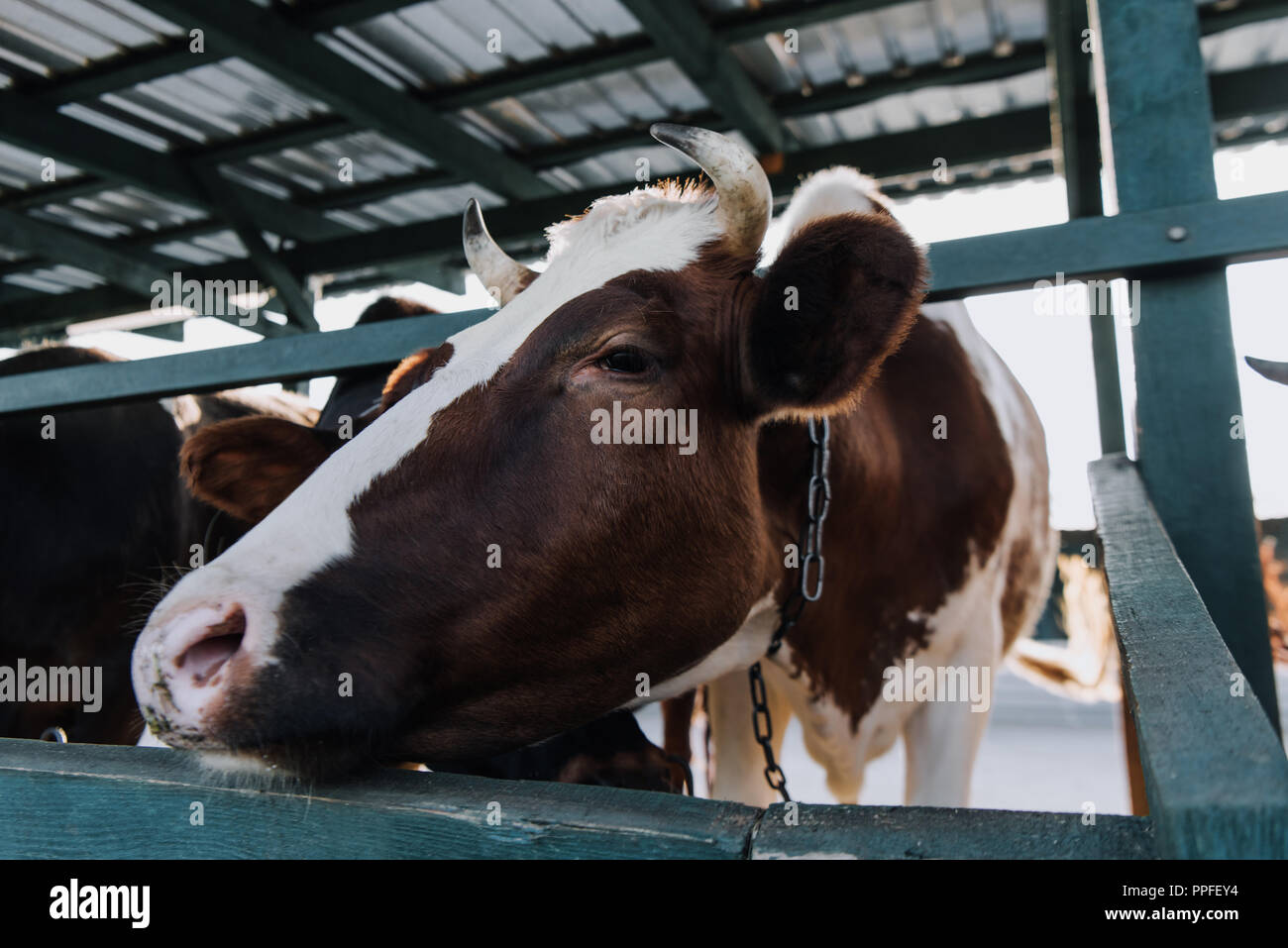 close up view of domestic cow standing in barn at farm Stock Photo - Alamy