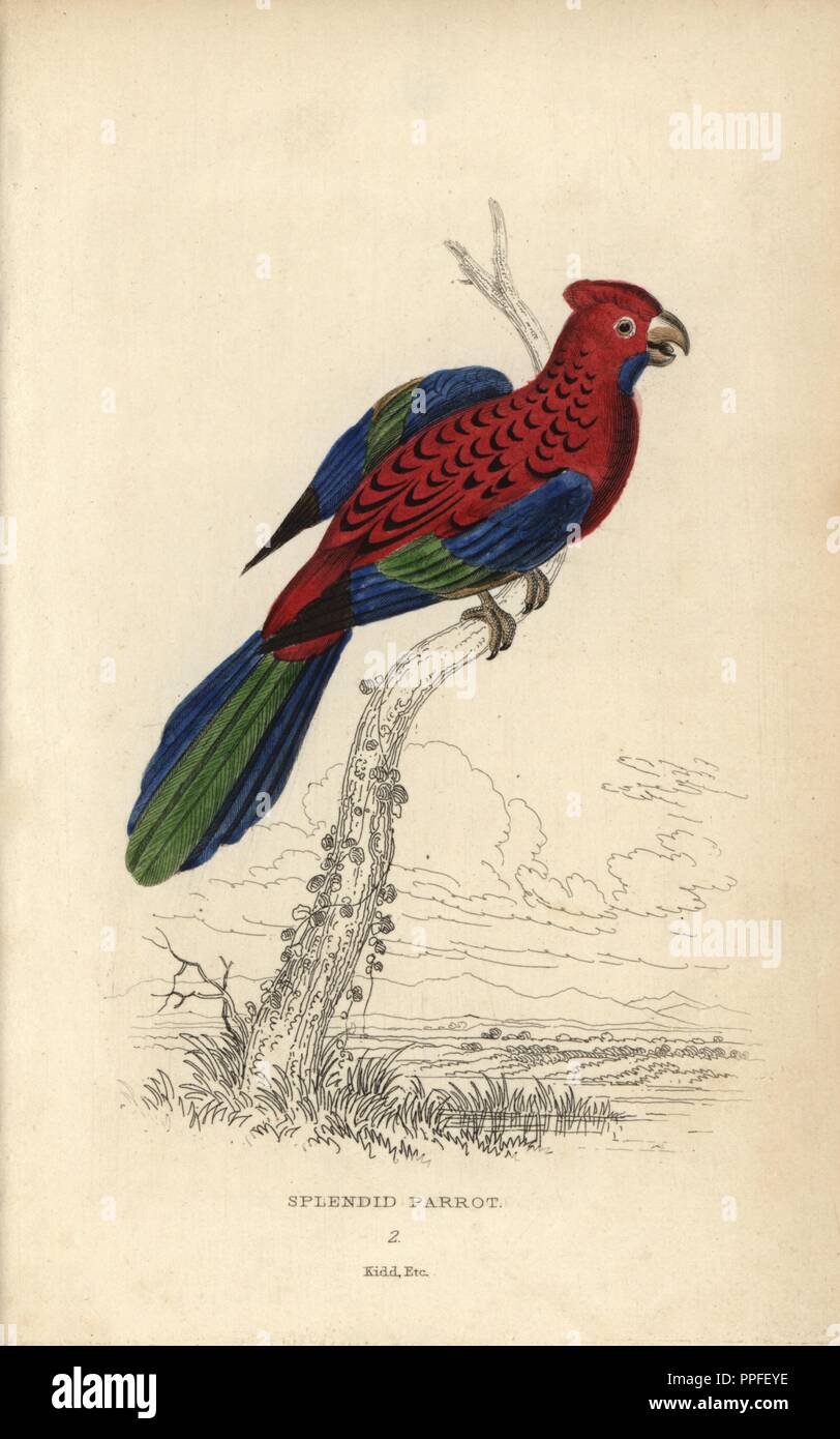 Splendid parrot Psittacus gloriosus. Crimson rosella, Platycerus ...