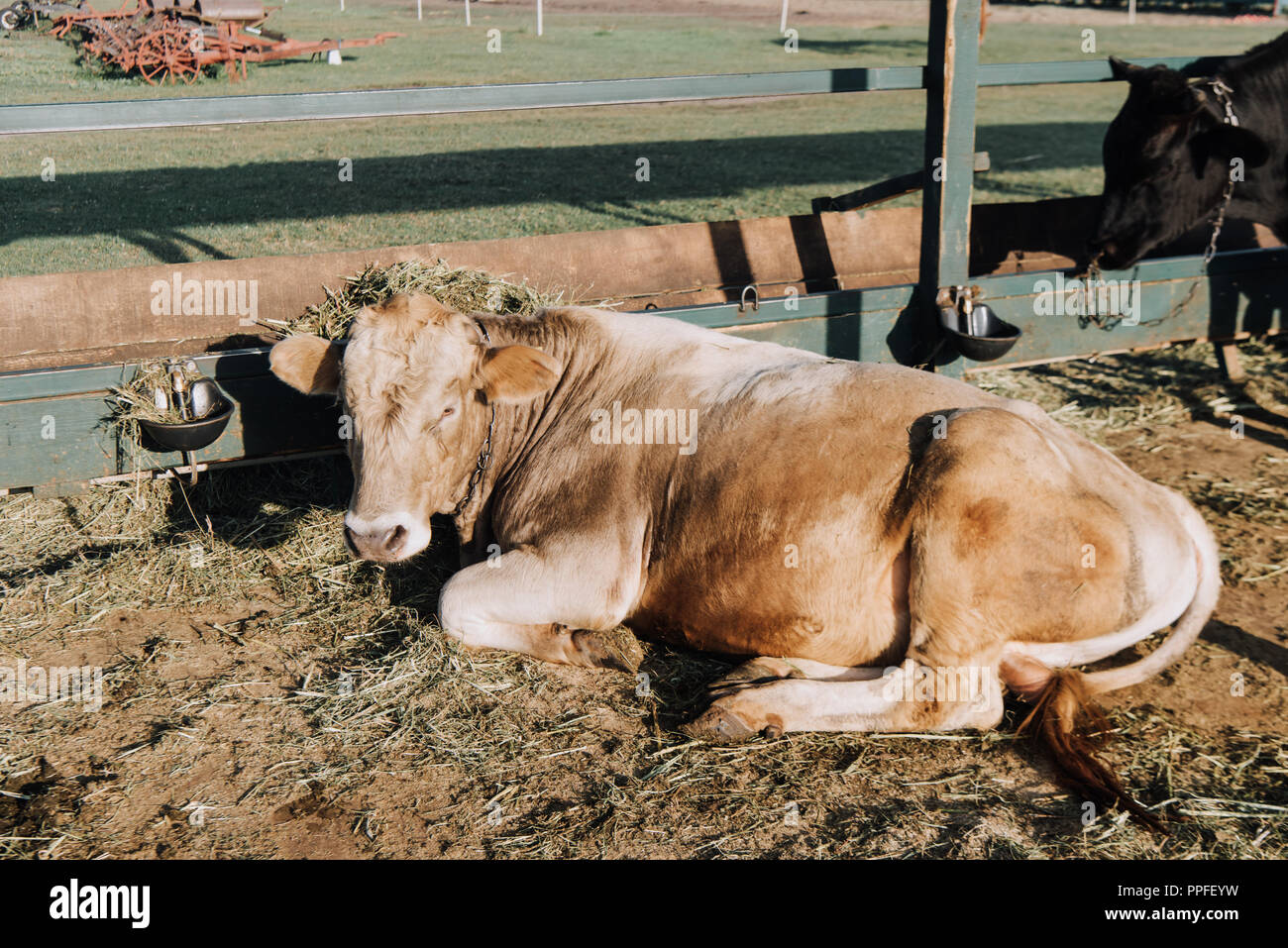 brown domestic cow with hay on head laying on ground in barn at farm ...