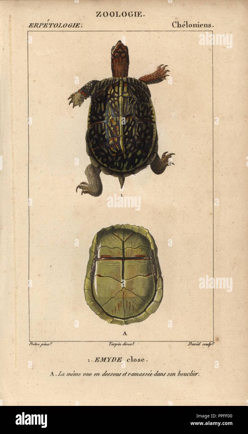 Box turtle, emyde close, Terrapene carolina. Near threatened ...