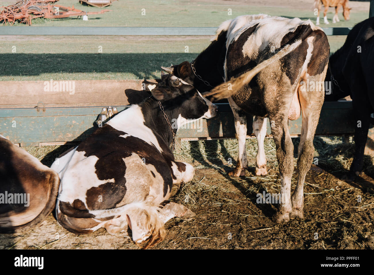 rear view of domestic beautiful cows at farm Stock Photo - Alamy