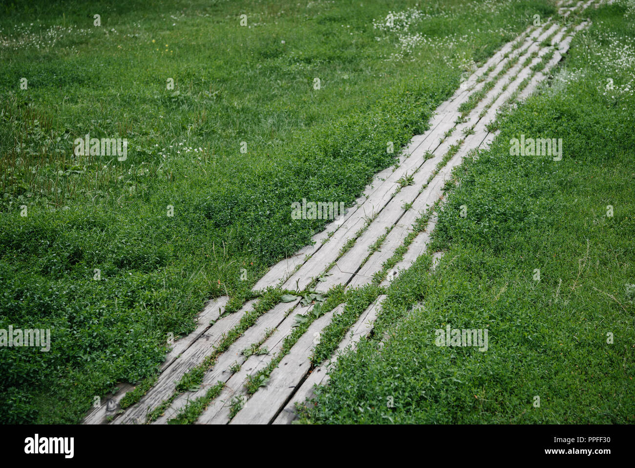 footpath made of wooden planks surrounded with green grass Stock Photo ...