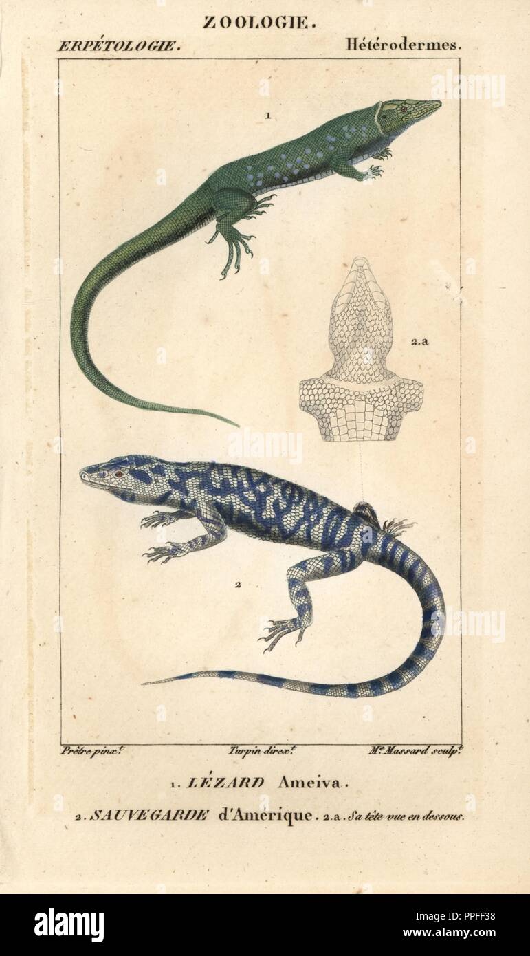 Jungle-runner, Lezard ameiva, Ameiva ameiva, and tegu, Sauvegarde d ...