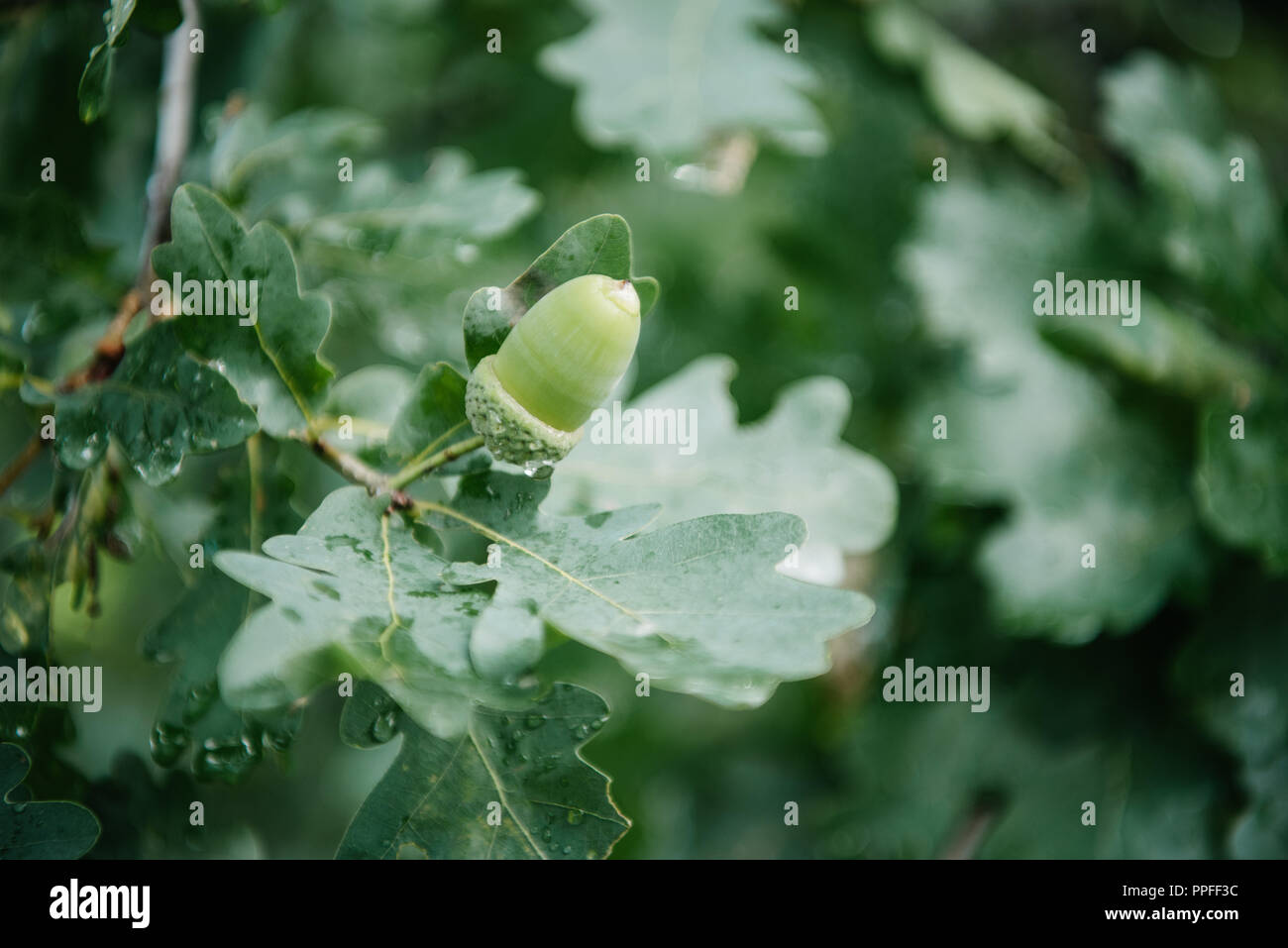 Acorn growing on oak tree hi-res stock photography and images - Alamy