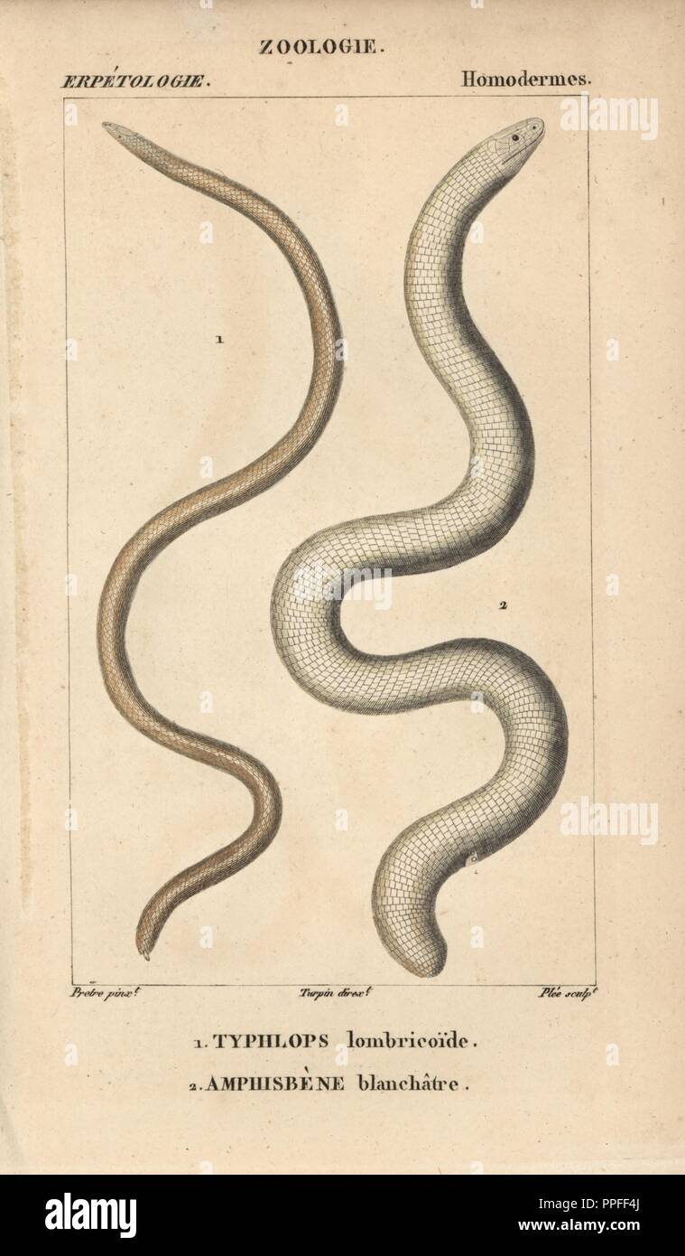 Caecilian worm hi-res stock photography and images - Alamy