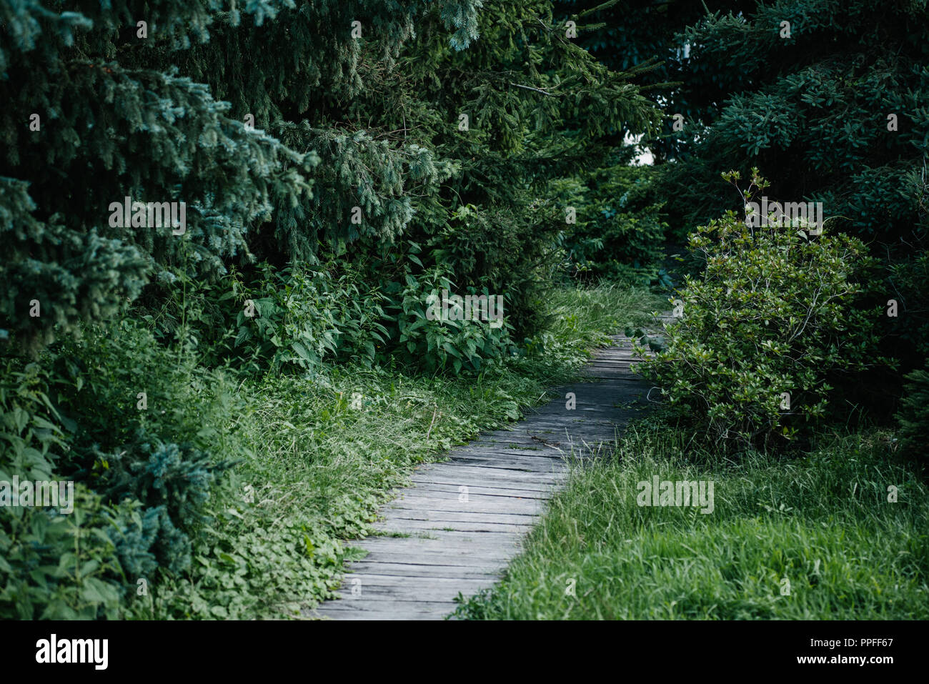 footpath made of wooden planks in green park Stock Photo - Alamy