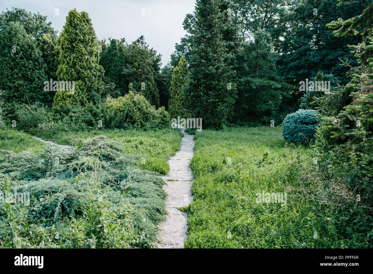 footpath with various green plants around in park Stock Photo - Alamy