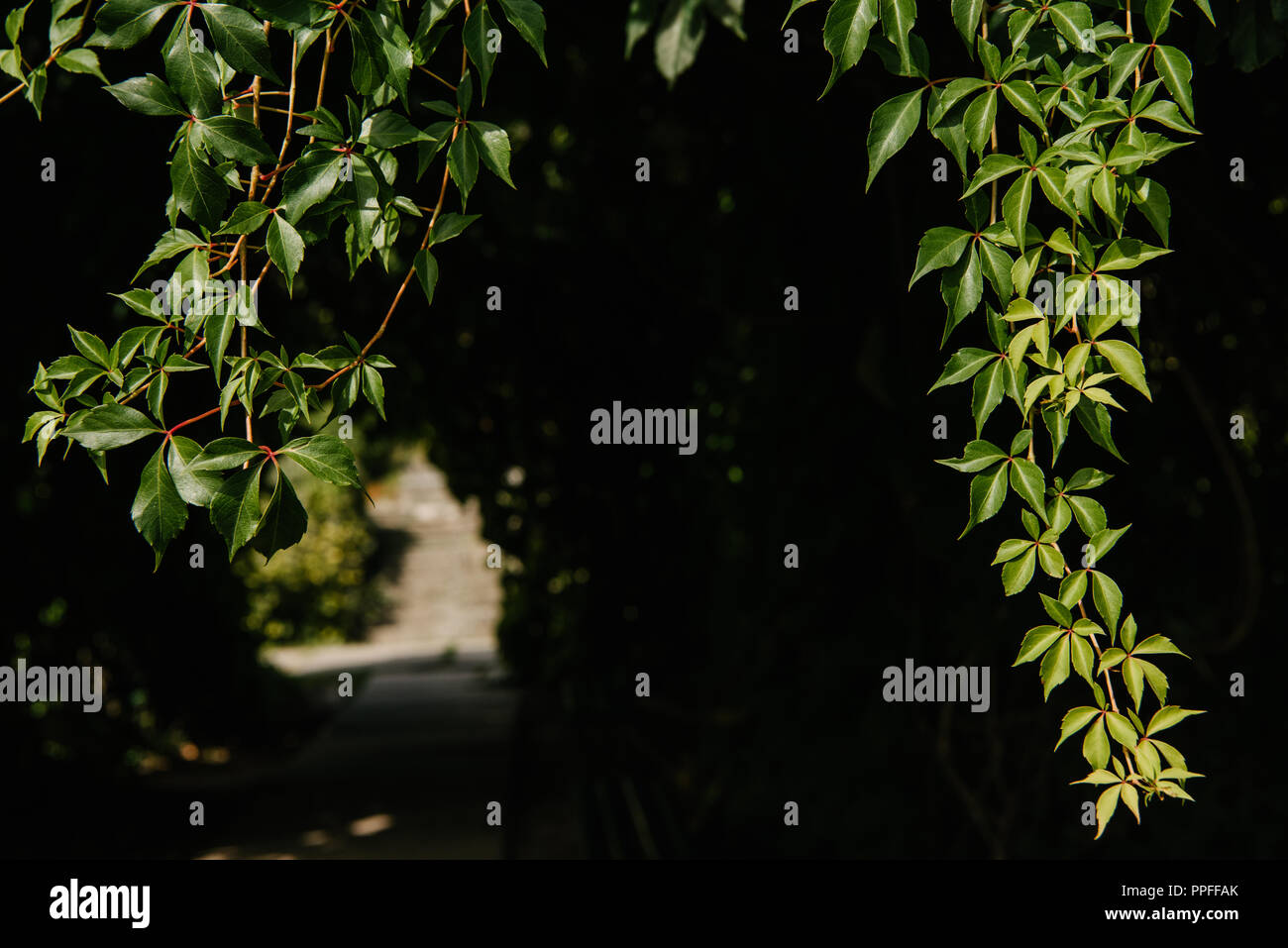 Close up shot vines hi-res stock photography and images - Alamy
