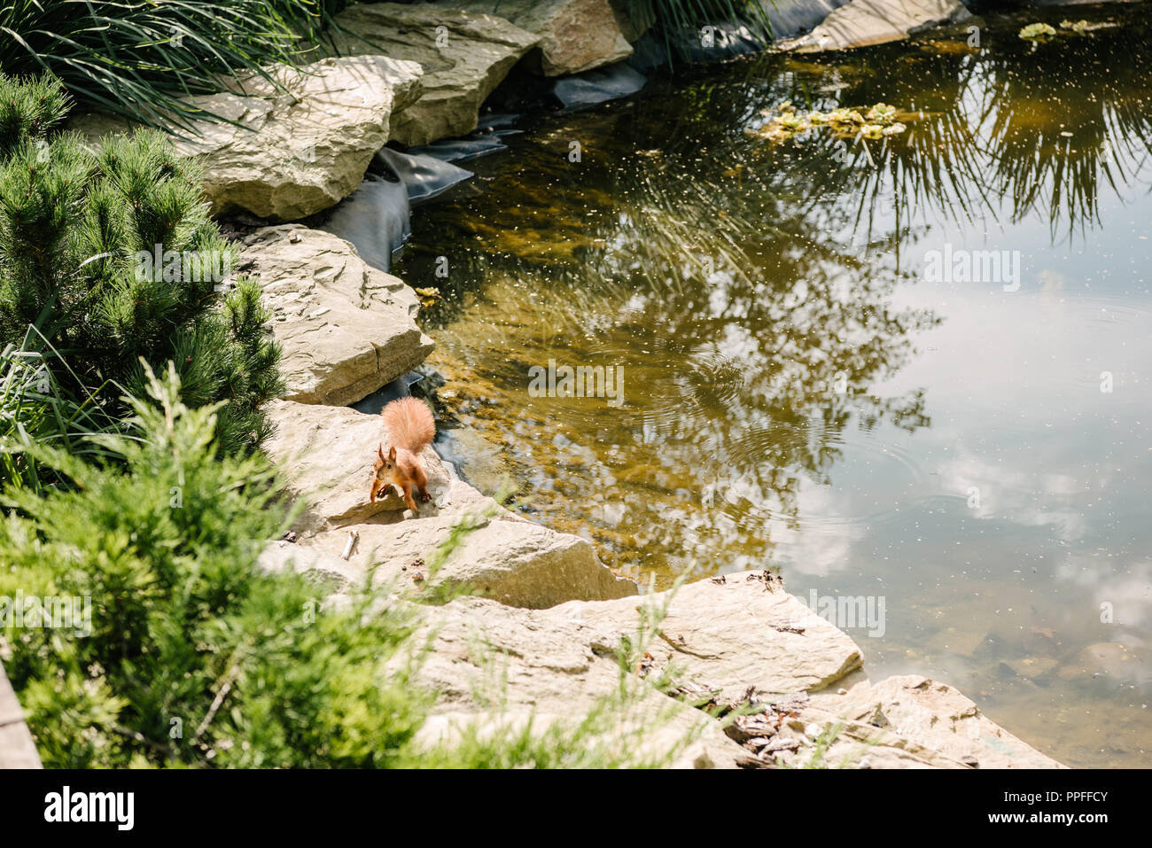 adorable squirrel running on stones around pond in park Stock Photo - Alamy