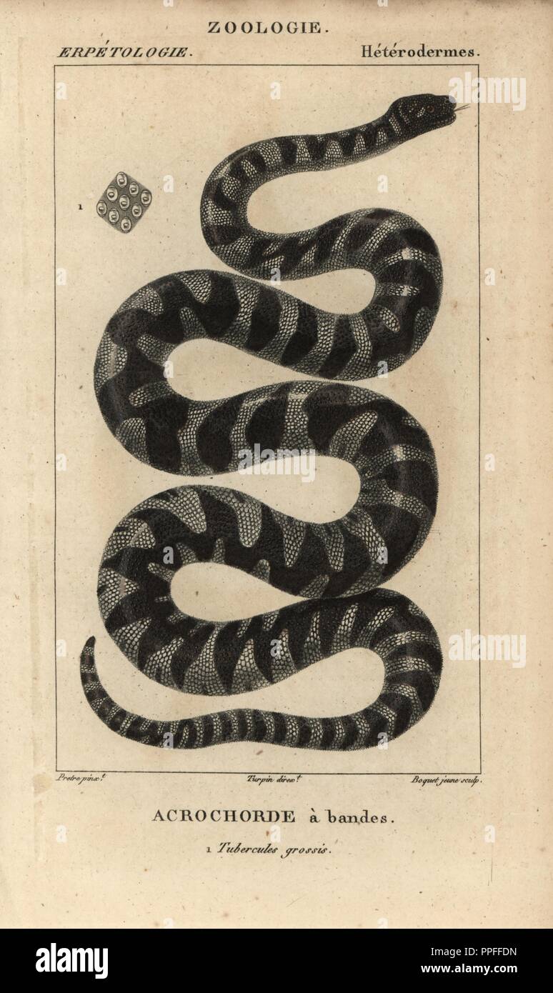 Acrochordus granulatus hi-res stock photography and images - Alamy