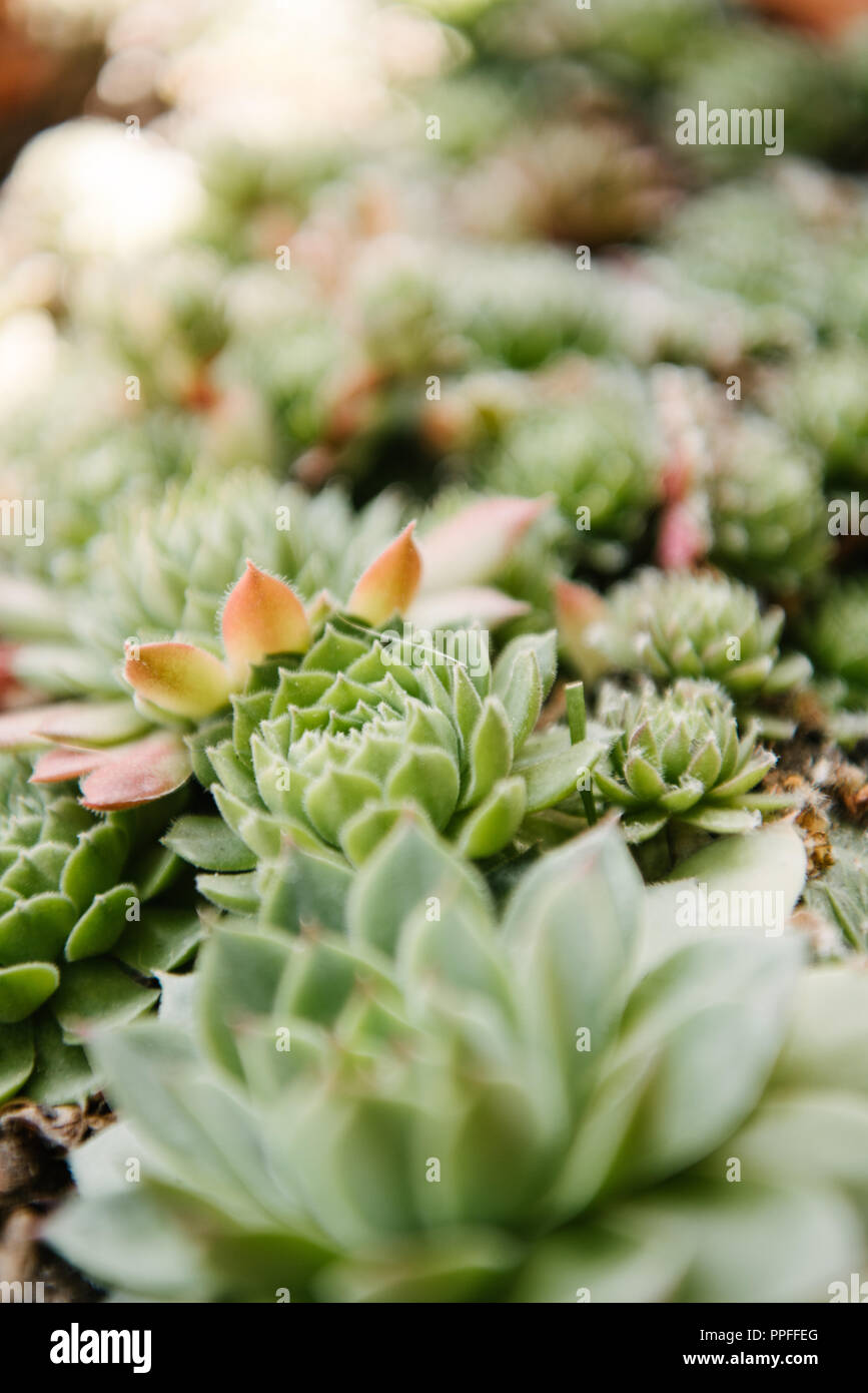 close-up shot of beautiful sempervivum buds Stock Photo - Alamy
