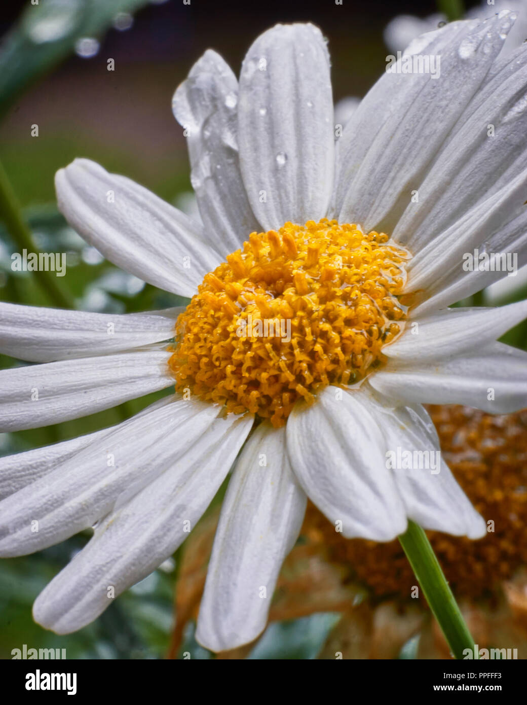 Margarite flowers hi-res stock photography and images - Alamy