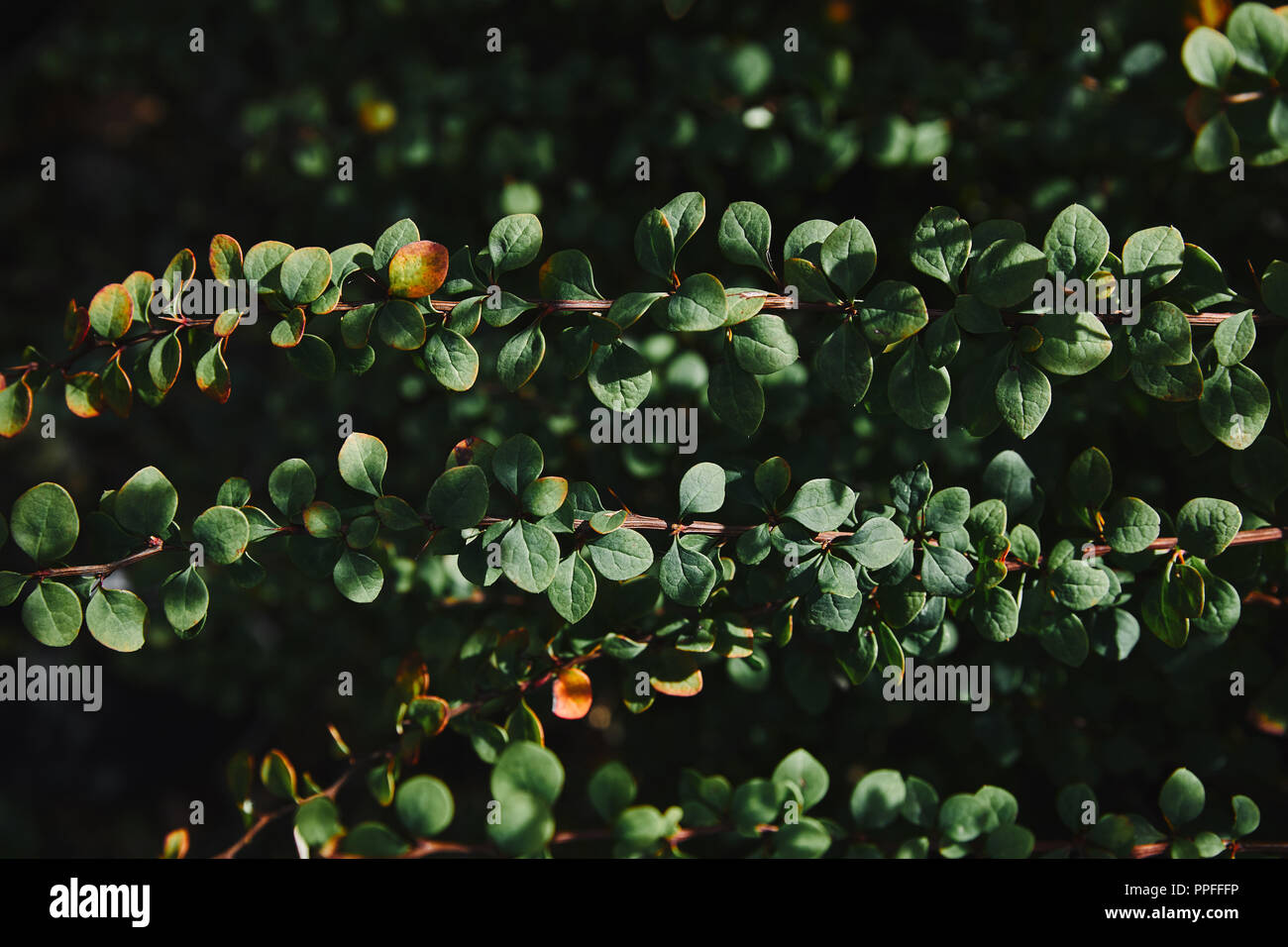Leafy green twigs hi-res stock photography and images - Alamy