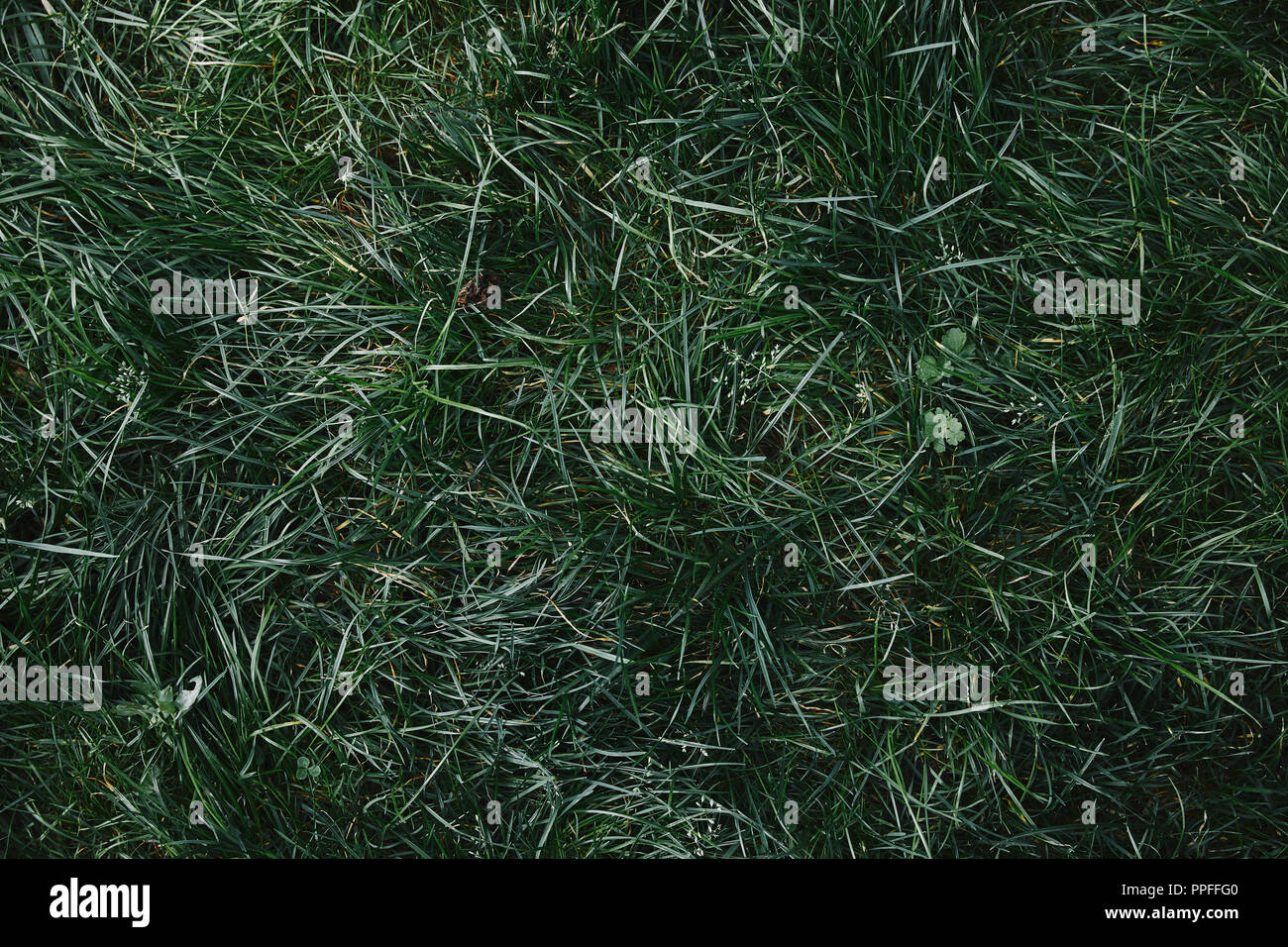 top view of green grass in garden Stock Photo - Alamy