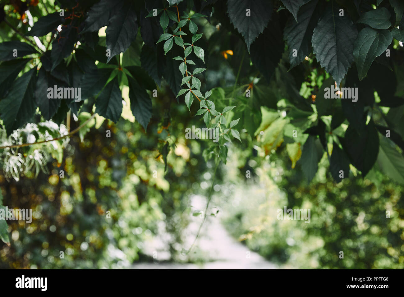 Vine pathway hi-res stock photography and images - Alamy