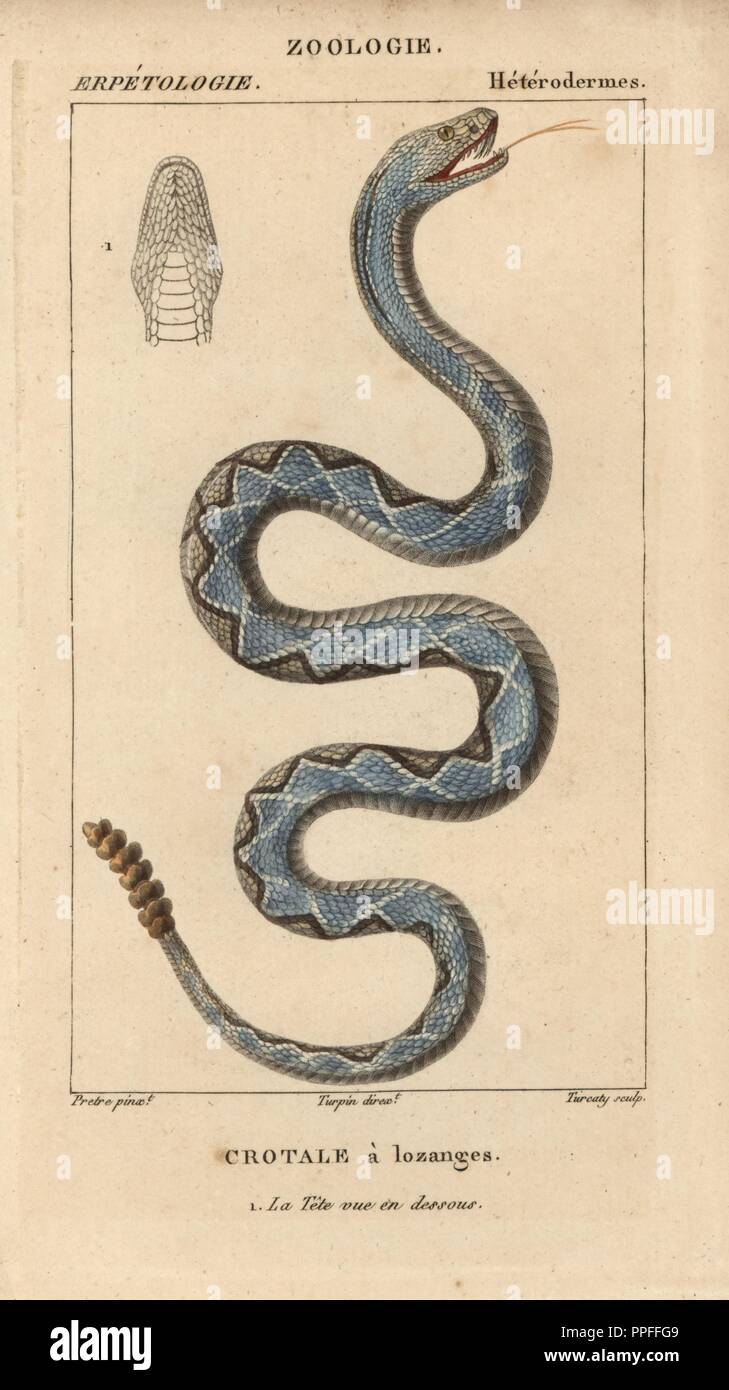 Snake doctor hi-res stock photography and images - Alamy