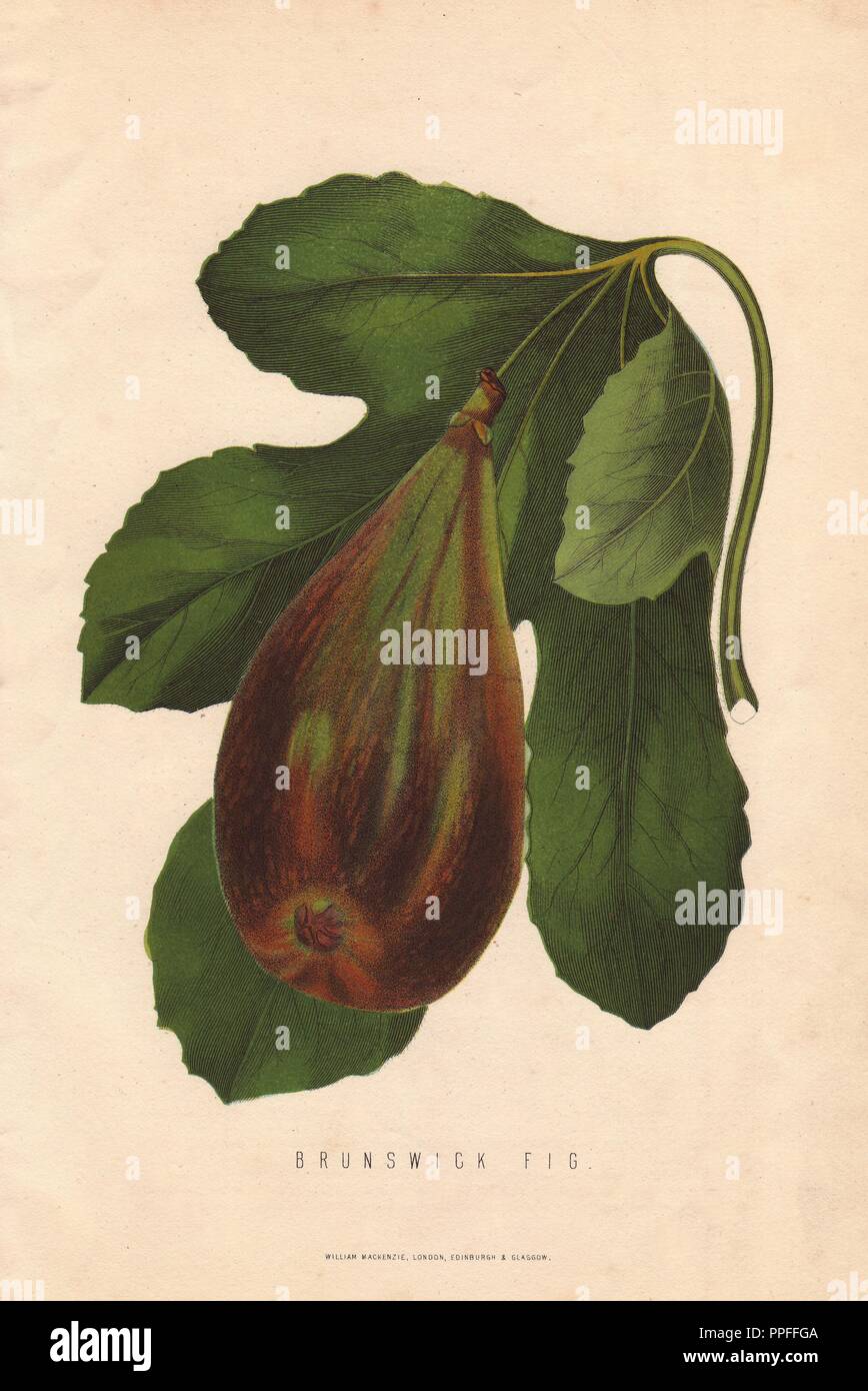 Ficus carica brunswick hi-res stock photography and images - Alamy