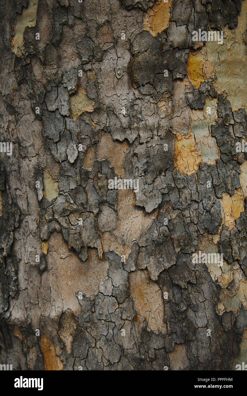 Tree close up grungy hi-res stock photography and images - Alamy