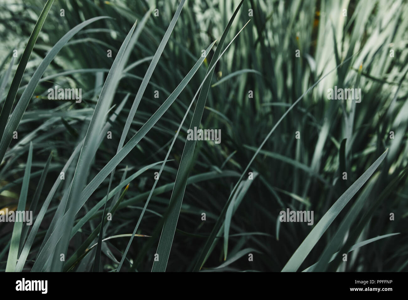 Thin green leaves hi-res stock photography and images - Alamy