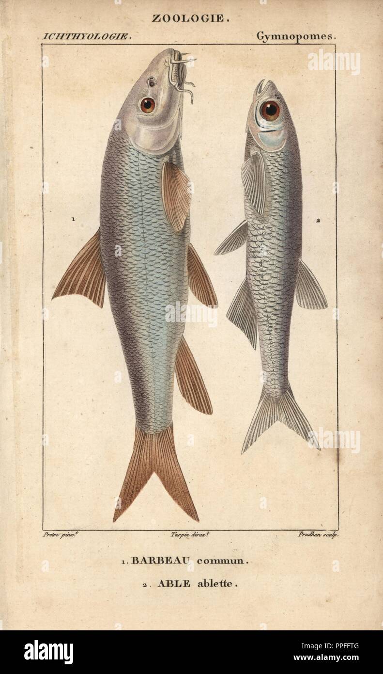 Barbel, barbeau commun, Barbu barbu, and bleak, able, ablette, Alburnus ...