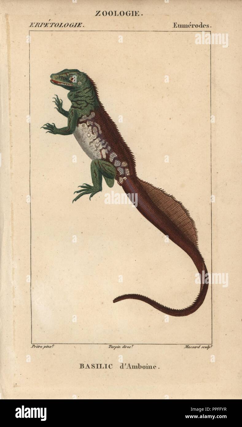 Amboina sailfin lizard, Basilic d'Amboine, Hydrosaurus amboinensis ...