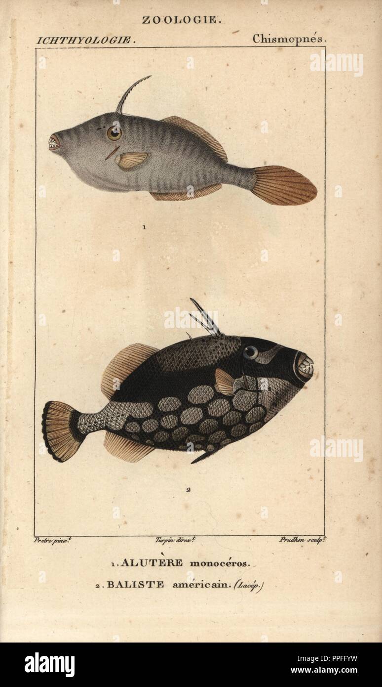 Unicorn leatherjacket, filefish, Aluterus monoceros, Alutere monoceros ...
