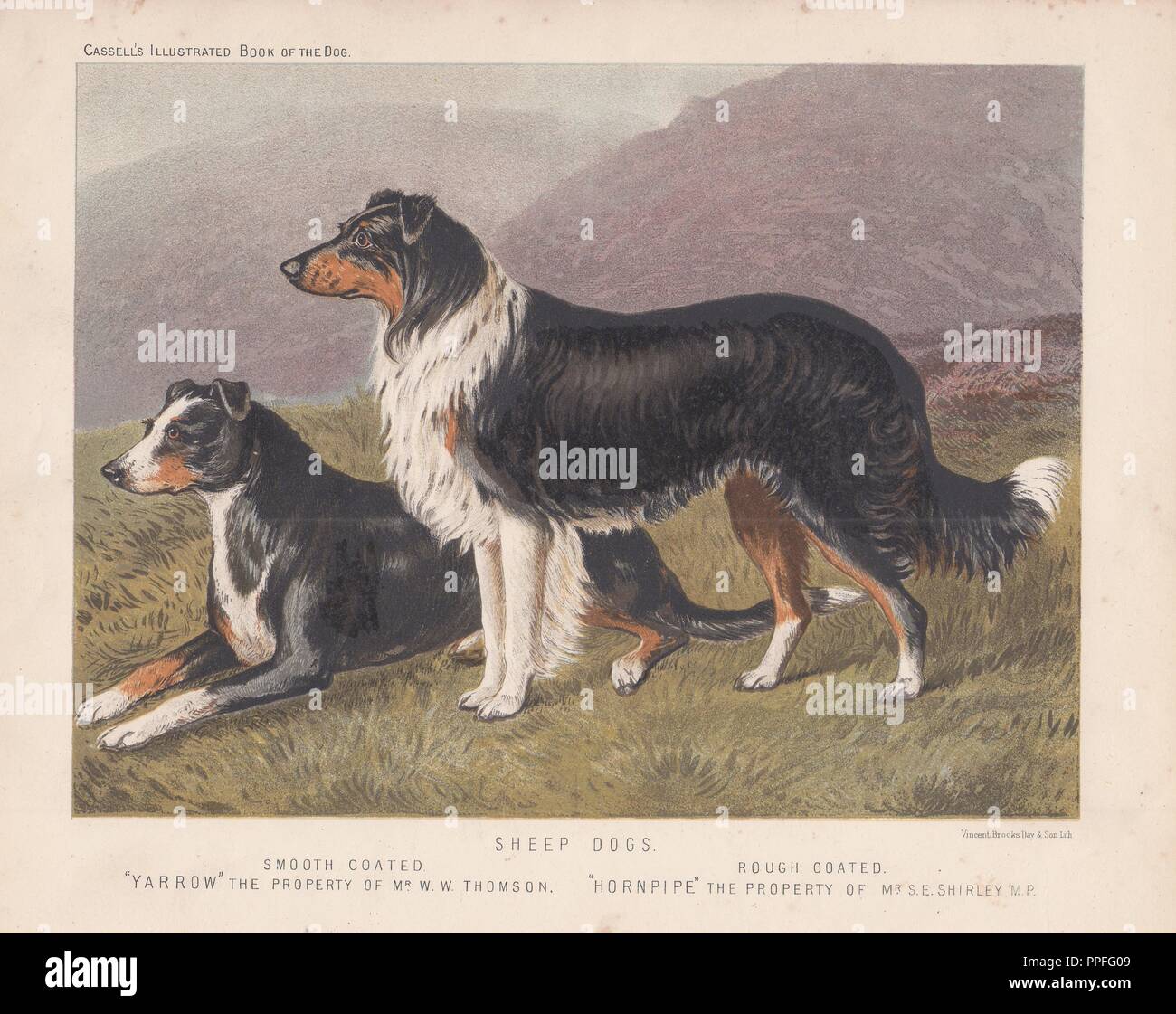 Sheep Dogs: smooth coated sheep dog "Yarrow" and rough-coated sheep dog ...