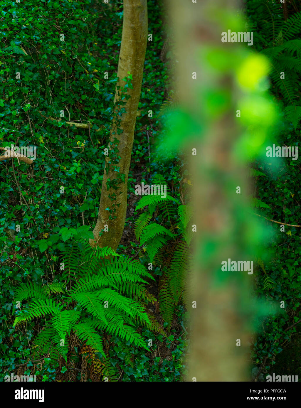 Atxarte canyon, Mendiola neighborhood, Urkiola Natural Park, Atxarte ...