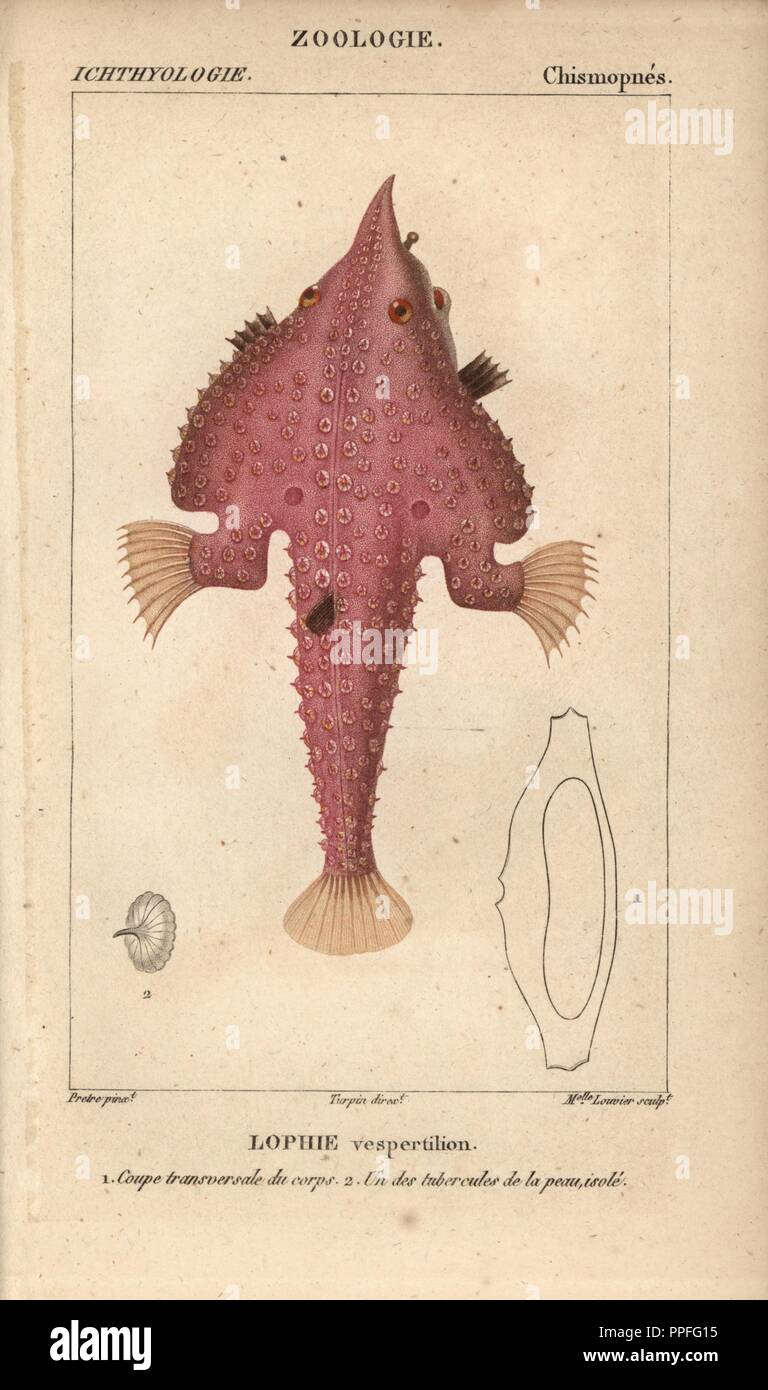 Lophie vespertilion hi-res stock photography and images - Alamy