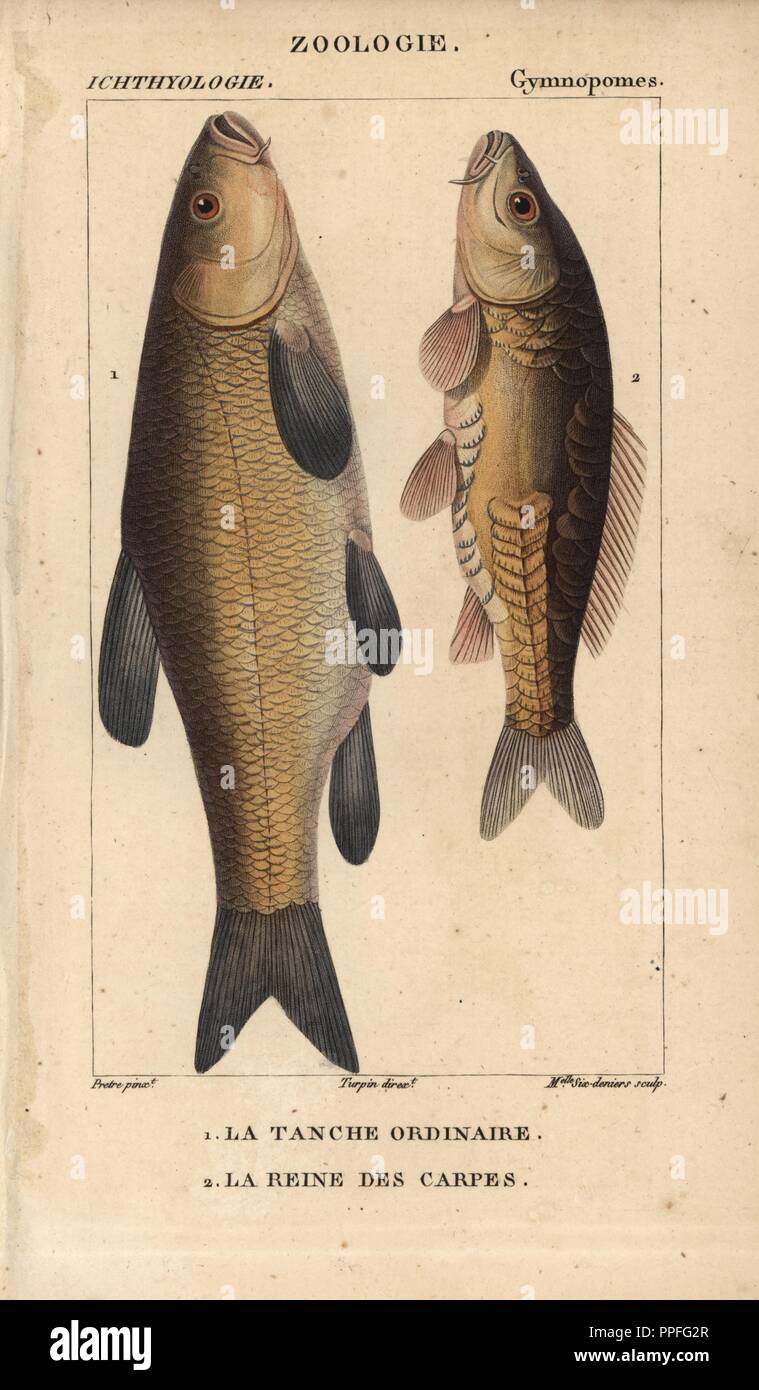 Tanché hi-res stock photography and images - Alamy