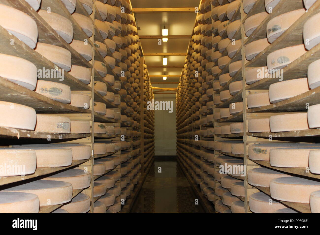 Young cheese hi-res stock photography and images - Alamy