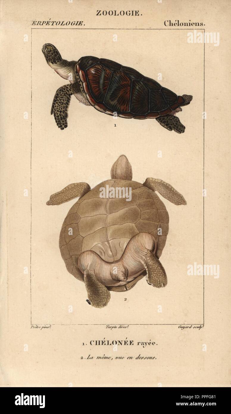 Green sea turtle, chelonee rayee, Chelonia mydas. Endangered species ...