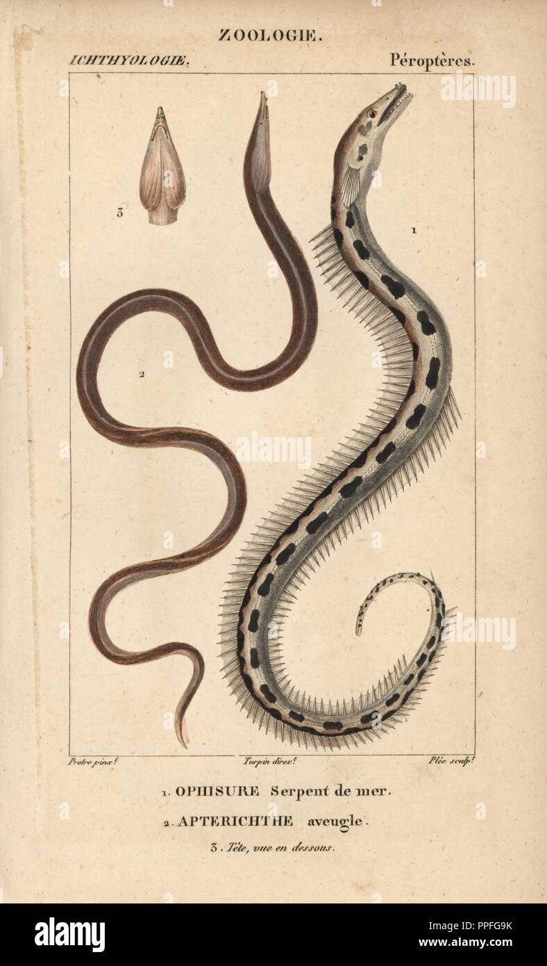 Serpent eel, ophisure, serpent de mer, Ophisurus serpens, and European ...