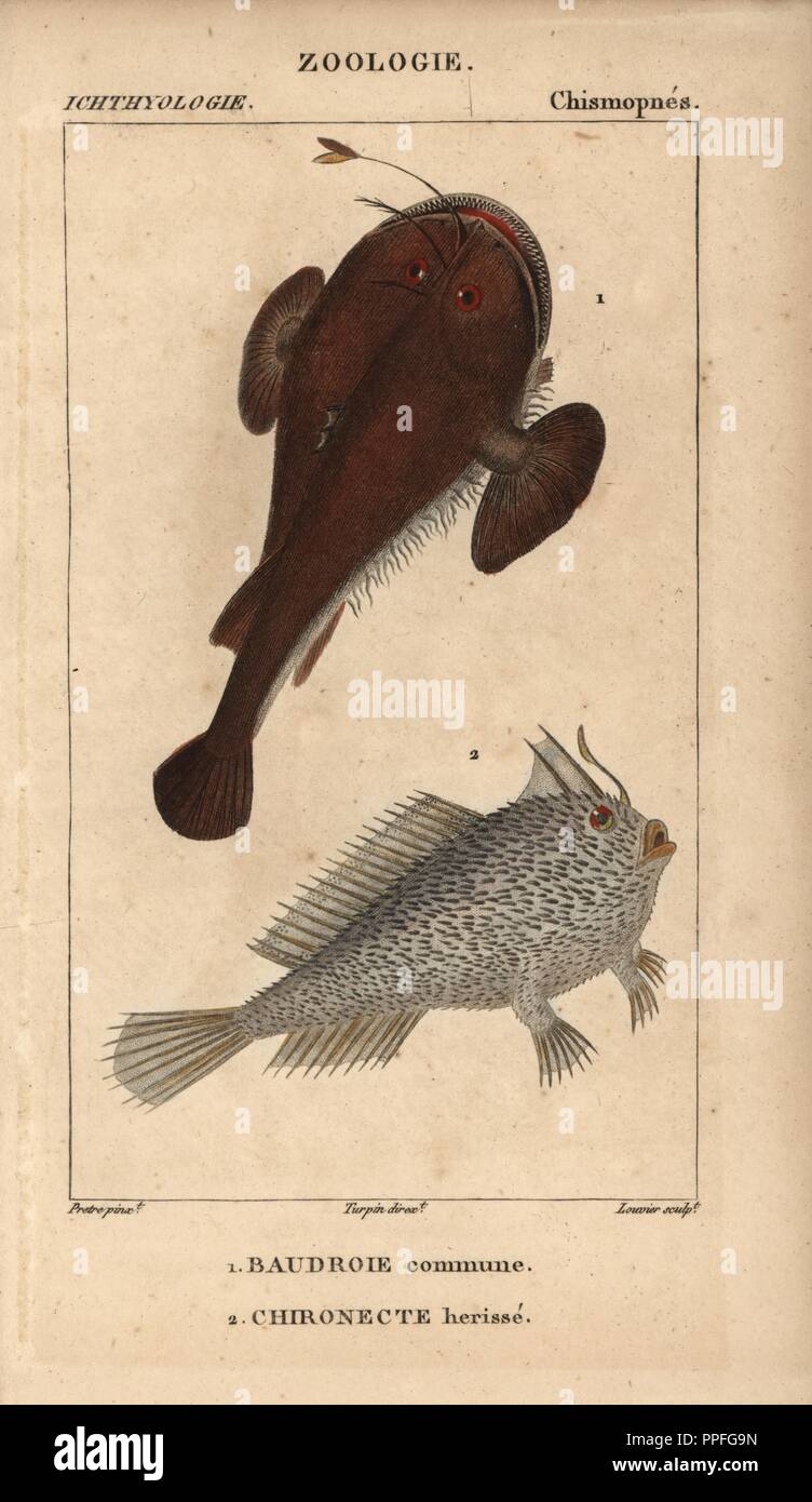 Baudroie commune hi-res stock photography and images - Alamy