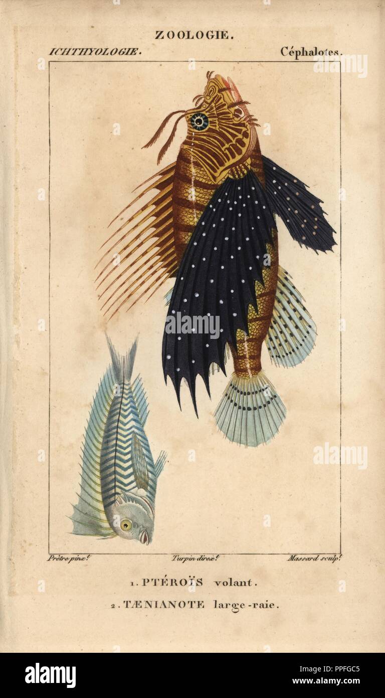 Large raie hi-res stock photography and images - Alamy