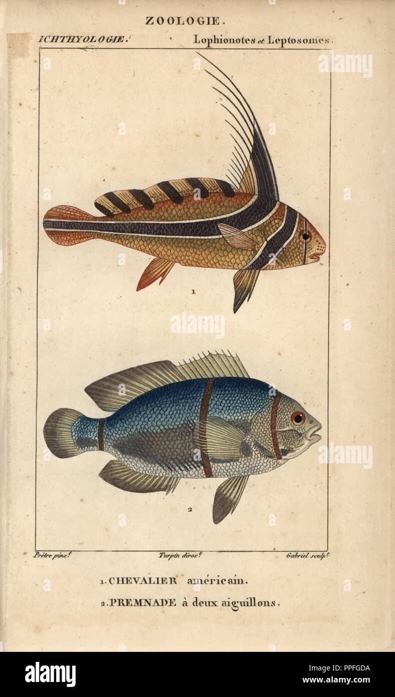 Lanceolatus eques hi-res stock photography and images - Alamy